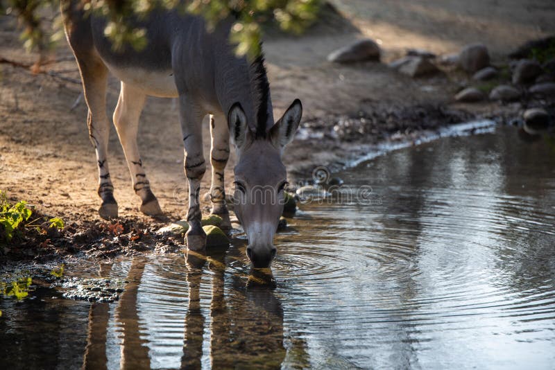 Donkey Drinks Water Stock Photos - Free & Royalty-Free Stock Photos ...
