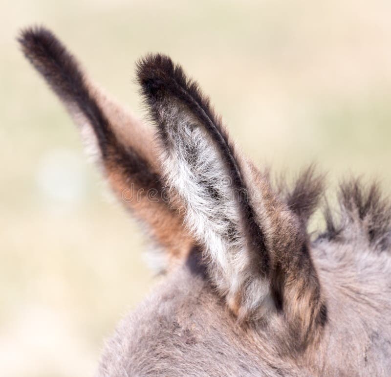 Donkey ears on nature stock image. Image of funny, mammal - 111827163