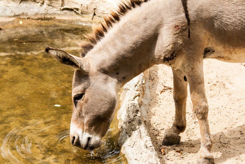 Donkey eat water stock image. Image of farming, portrait - 27885121