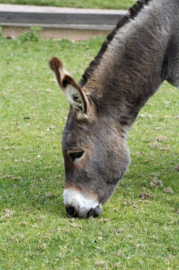 Donkey eating stock photo. Image of eating, mule, sanctuary - 1307386