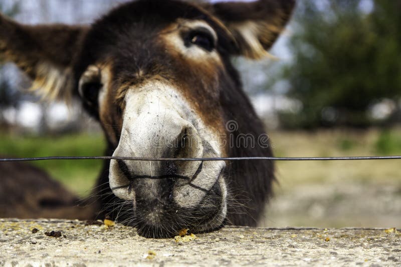 Donkey eating bread stock image. Image of food, donkey - 248820549