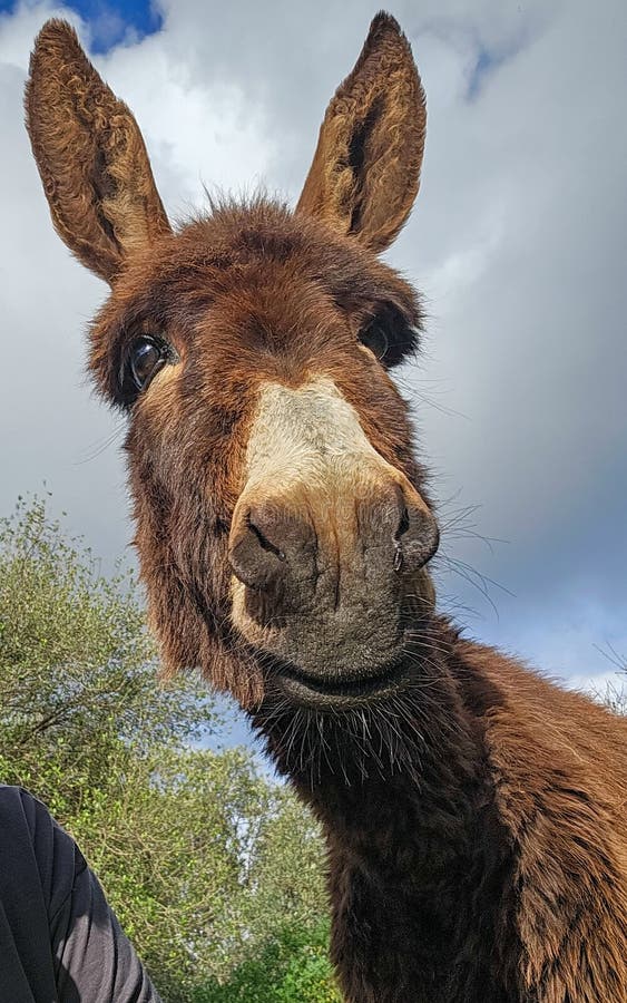 Donkey Portraits Cute Donkey Stock Photo - Image of portraits, portrait ...