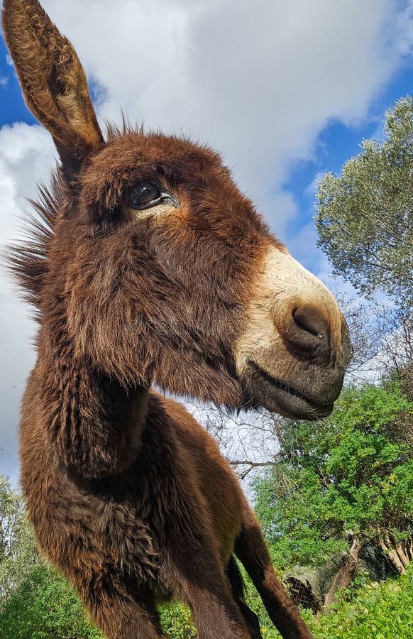 Donkey Portraits Cute Donkey Stock Image - Image of donkey, portrait ...