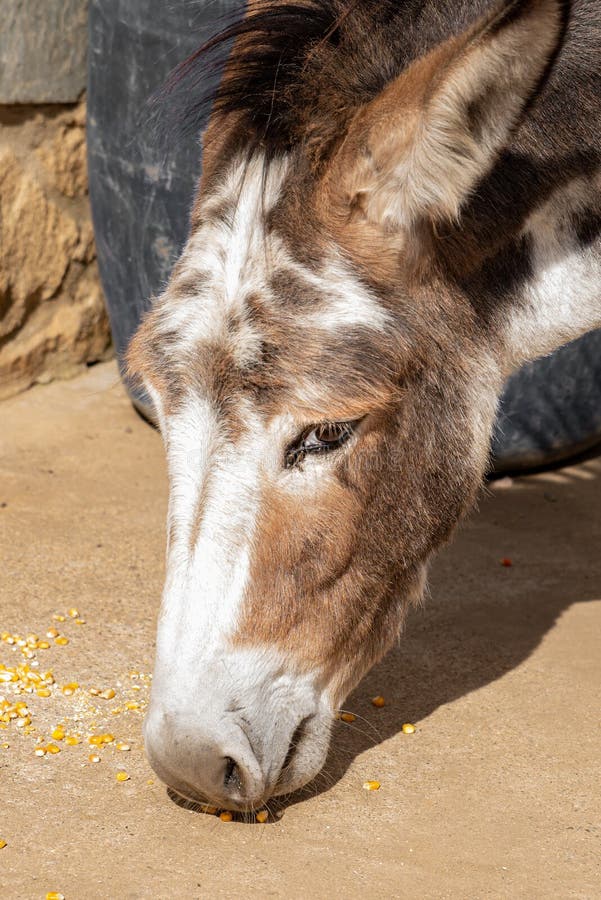 Donkey Corn Stock Photos - Free & Royalty-Free Stock Photos from Dreamstime