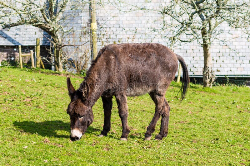 Donkey eating corn stock photo. Image of donkey, meadows - 28205444