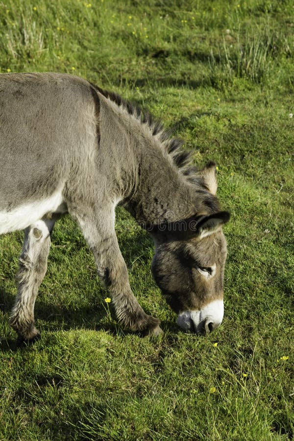 Donkey Eating Grass stock image. Image of closeup, grass - 29123899