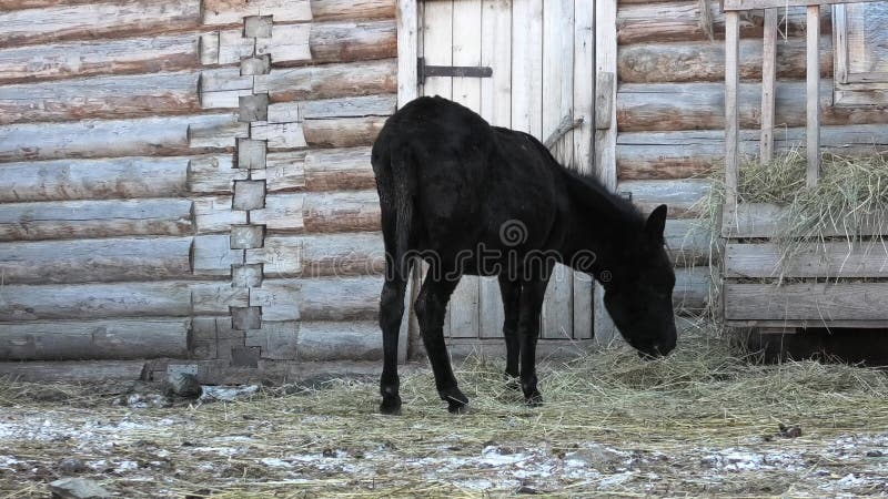 Donkey Eating Hay from the Ground, Rear View Stock Footage - Video of ...
