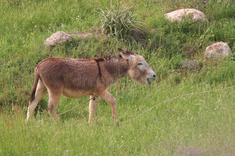 647 Straw Donkey Stock Photos - Free & Royalty-Free Stock Photos from ...
