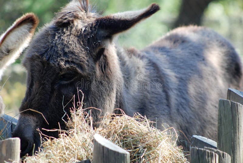 Donkey stock image. Image of donkey, load, field, nature - 94256461