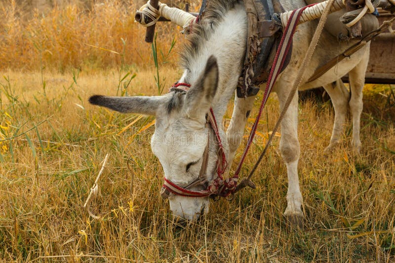 Donkey Eats Dry Grass in the Field, Donkey Head Stock Photo - Image of ...