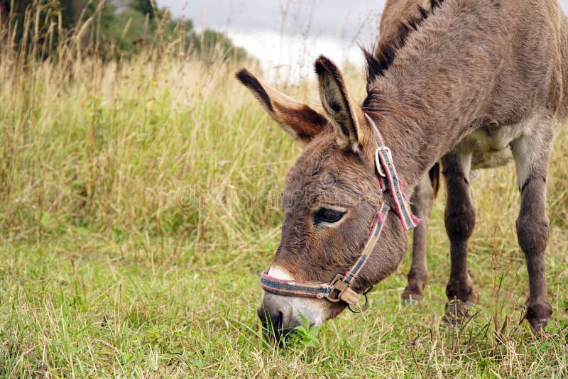 Donkey at breakfast stock photo. Image of mule, animal - 31372898