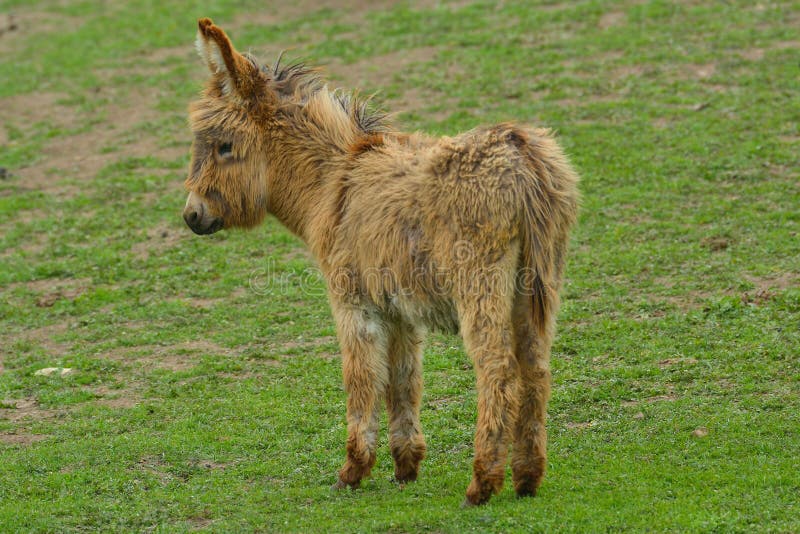 Donkey - Equus Africanus Asinus Stock Image - Image of country, donkey ...