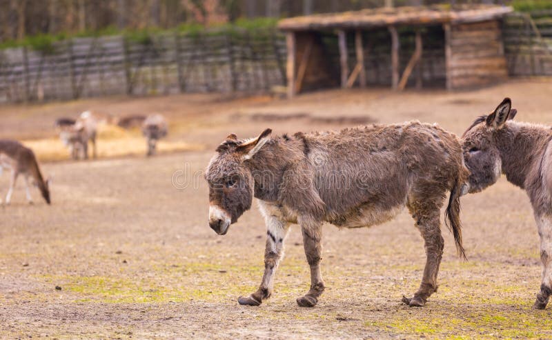 Donkey (Equus asinus) stock image. Image of donkey, horses - 68712513