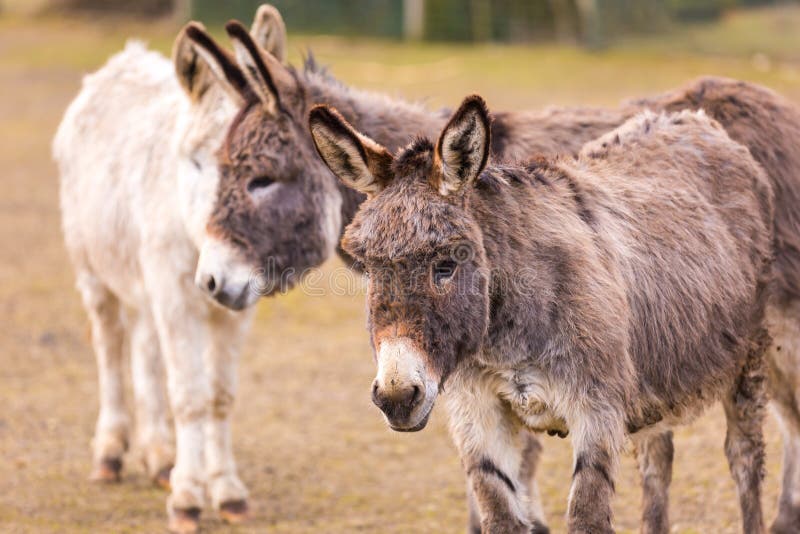 Donkey (Equus asinus) stock photo. Image of pasture, animal - 68712876