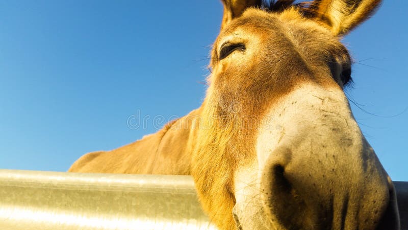 Donkey is an Extraordinary Animal, Strong and Affectionate Stock Image ...