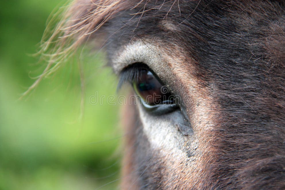 Donkey eye stock photo. Image of pupil, sunshine, eyelash - 21298228