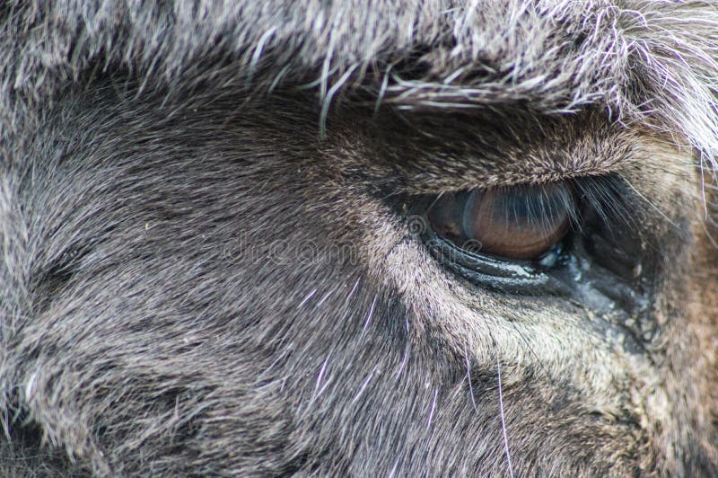 Donkey Eye stock photo. Image of eyes, holidays, farm - 44068326