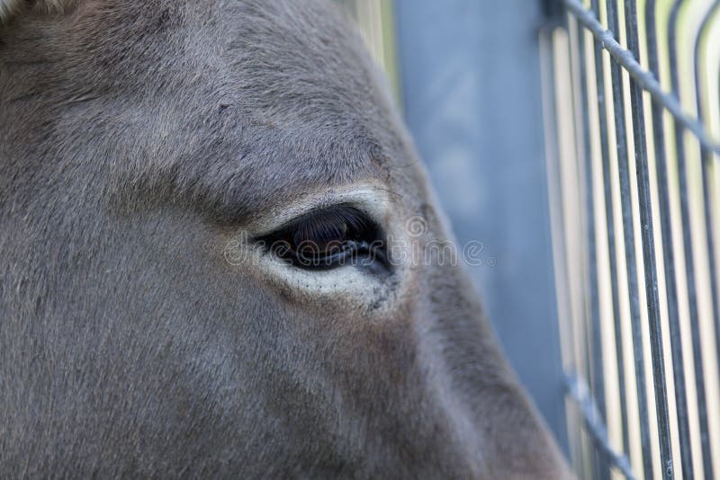 Donkey Eye Close Up Side View Stock Image - Image of animal, mammal ...