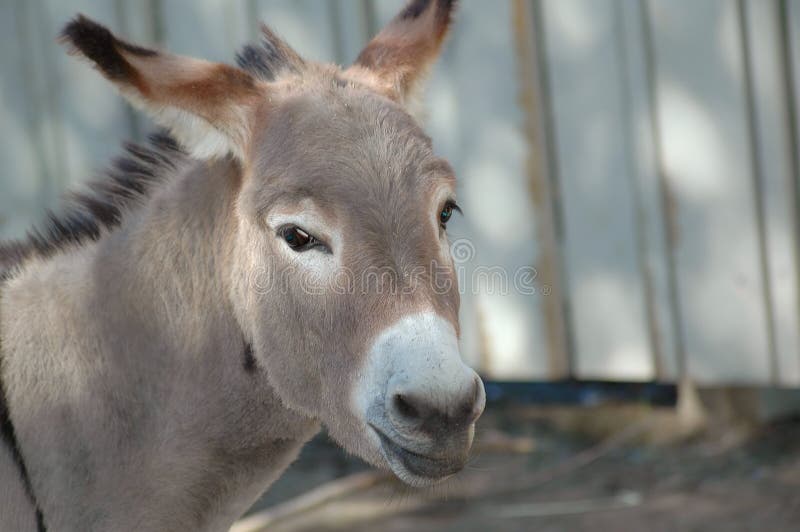 Donkey face stock photo. Image of nature, donkey, animals - 287656