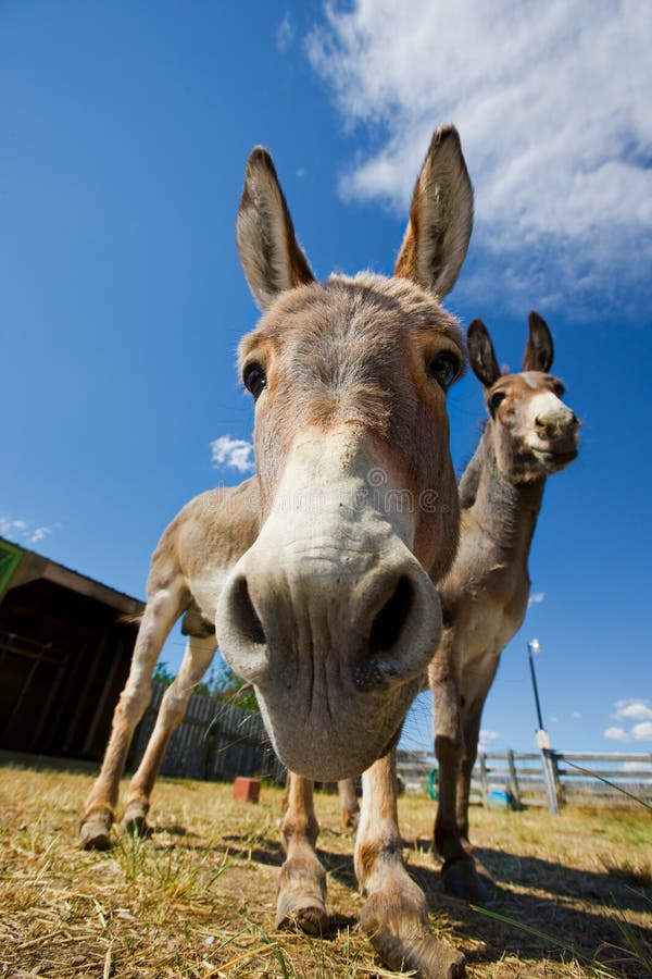 Donkey face stock photo. Image of blue, brown, farming - 6566106