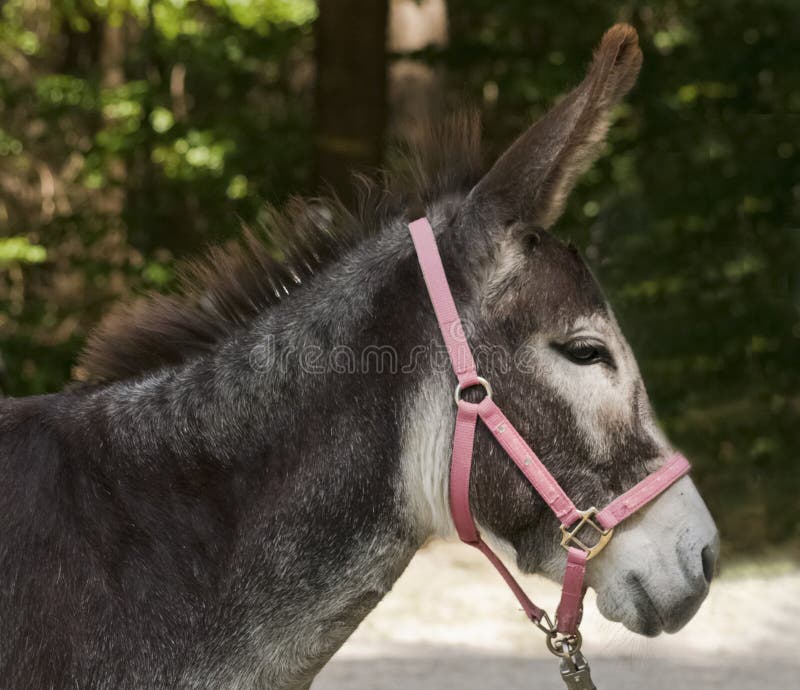 Donkey Face Close Up Side View Stock Image - Image of macro ...