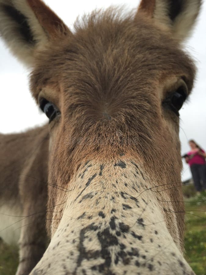 Donkey face close-up stock image. Image of face, mountin - 57164321