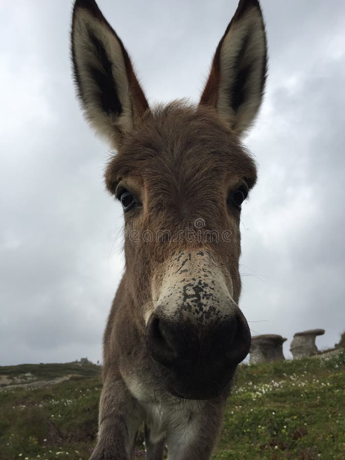 Donkey face close-up stock photo. Image of mountin, face - 57164336