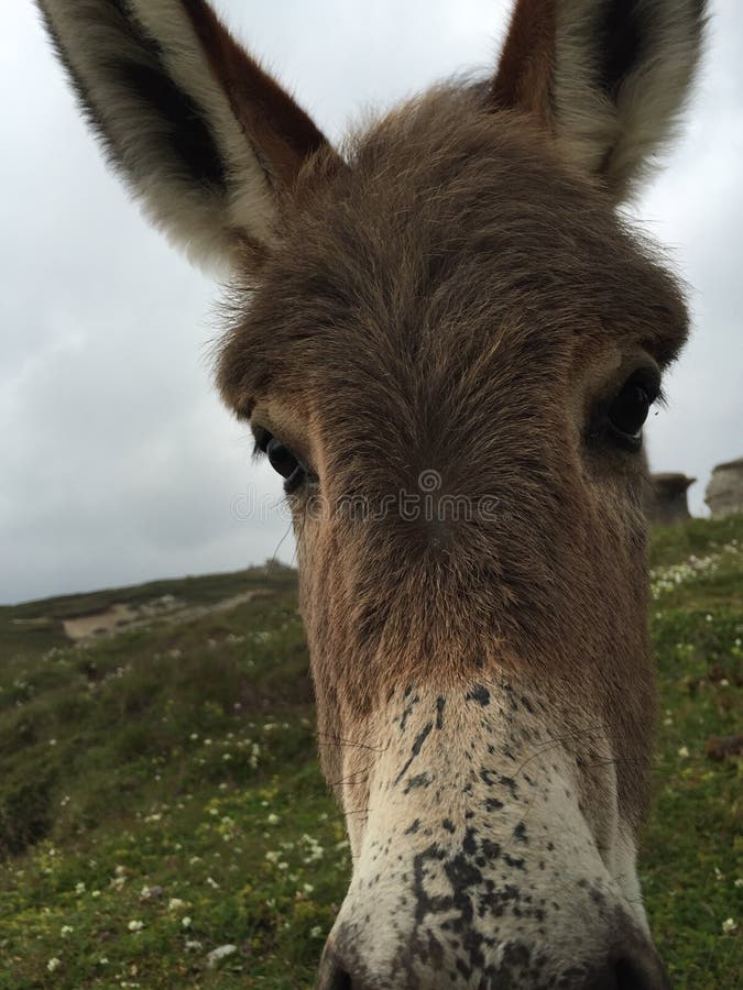 Donkey face close-up stock image. Image of photographed - 57164361