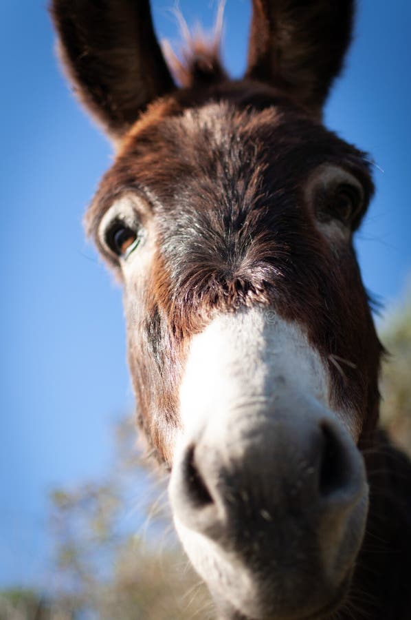 Donkey face closeup stock photo. Image of donkey, face - 131263526