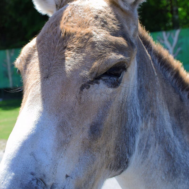 Donkey face closeup stock image. Image of skin, profile - 120628359
