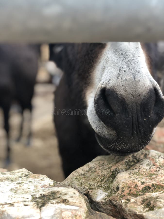A Donkey Face Closeup in a Farm Stock Photo - Image of closeup, nature ...