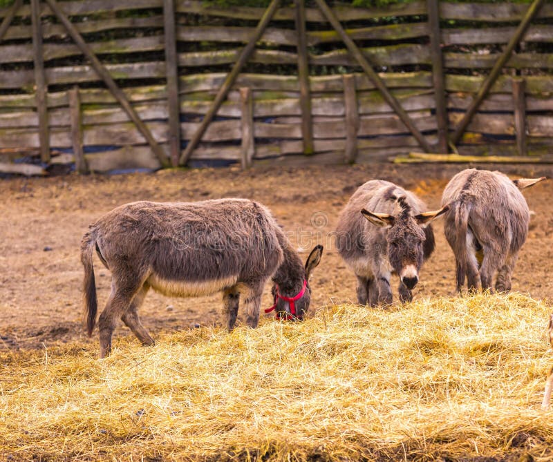 Donkey and Fallow-deer Group Stock Image - Image of face, herd: 68709351