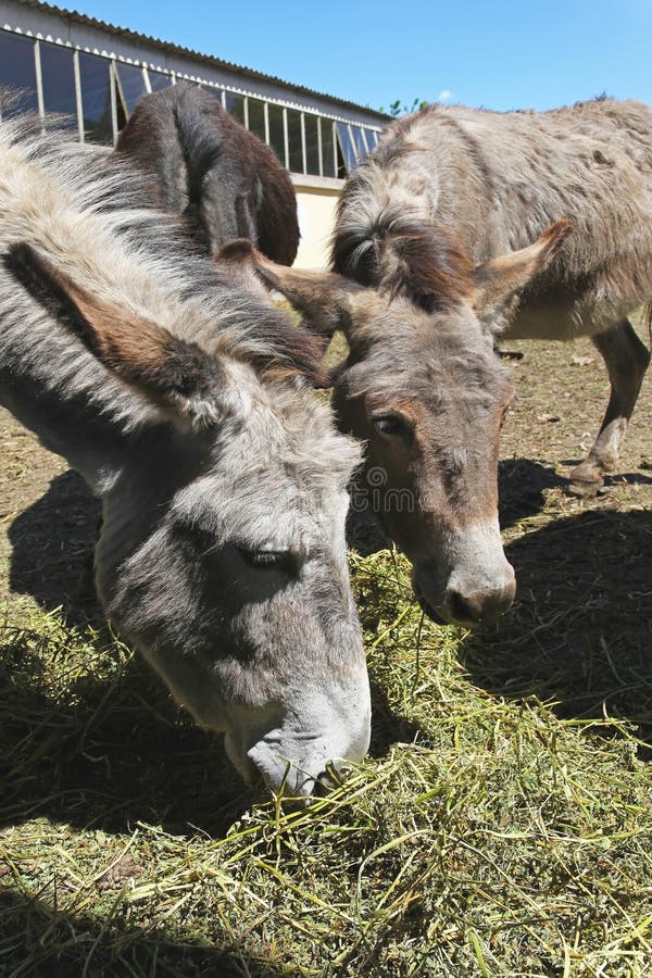 Donkey farm stock photo. Image of animals, mule, donkeys - 37716444