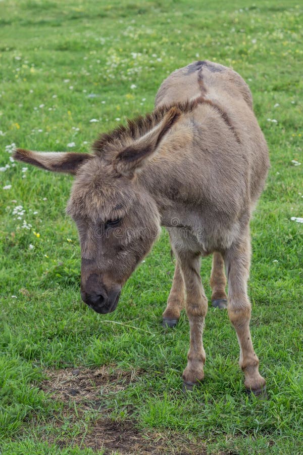 Donkey at the farm 2 stock photo. Image of farm, farming - 43260098