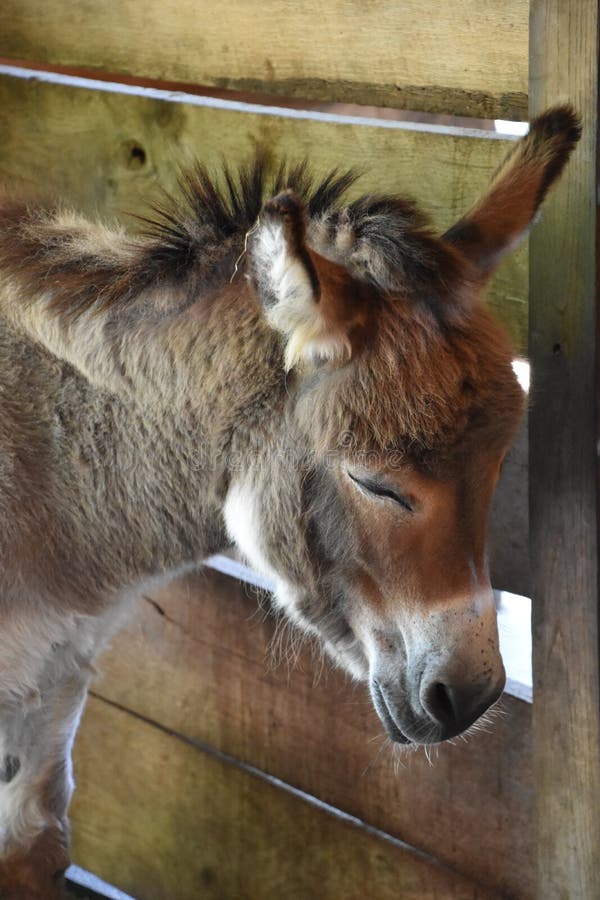 Donkey on a Farm stock image. Image of hair, beautiful - 126057897