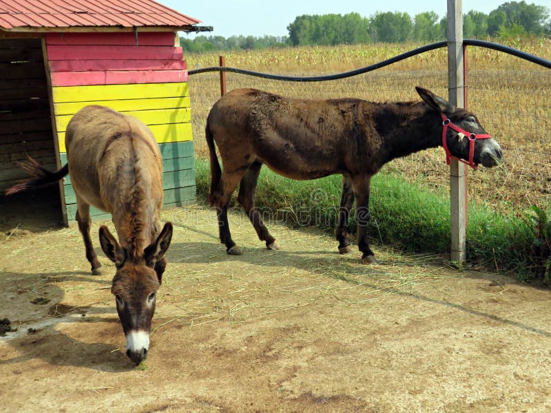 Donkey at the farm stock photo. Image of assin, grazing - 126891440