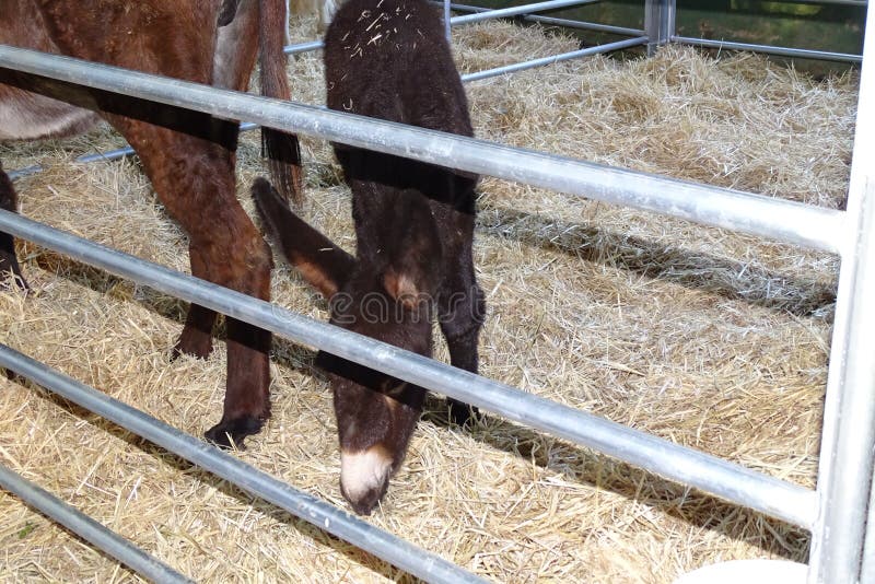 Donkey in the Farm Eating Straw Stock Image - Image of close, animal ...