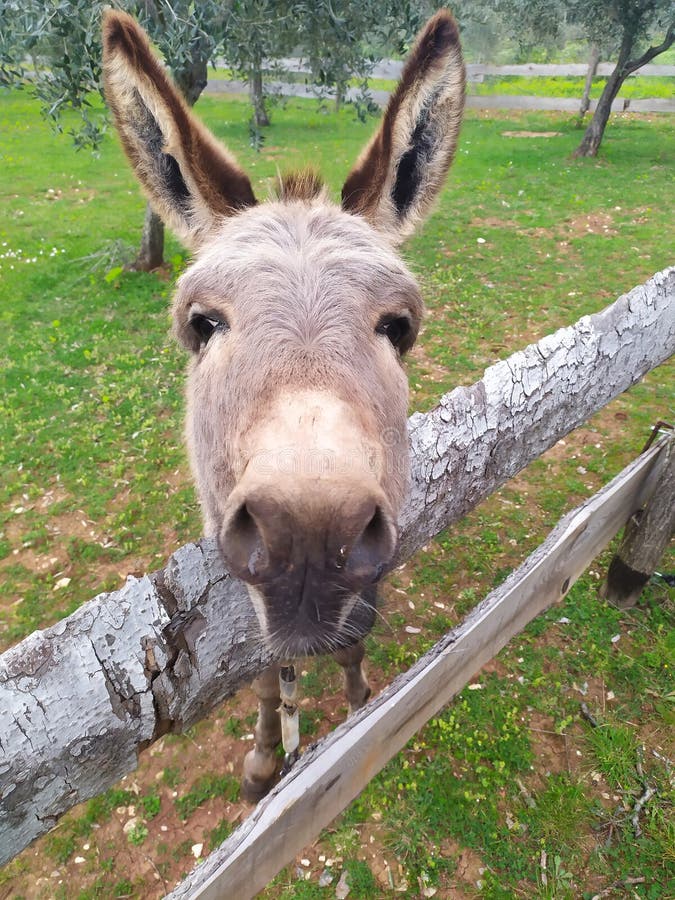 Donkey on a Farm with His Head on the Fence Stock Image - Image of ...