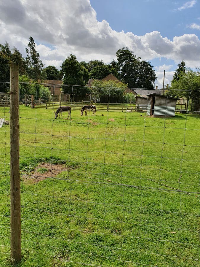 Donkey Farm Zoo Farm Animals Nature Stock Photo - Image of farm, nature ...