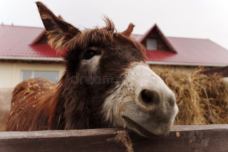 Donkey Feeding Hay Farm Mellow Afternoon Early Spring Stock Photos ...