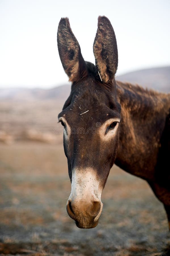 Donkey in a field stock image. Image of field, island - 29677501