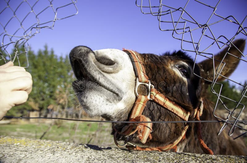 Donkey in field stock photo. Image of young, countryside - 203307828