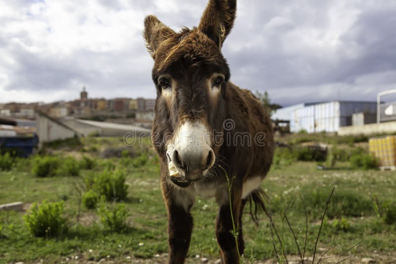 Donkey in field stock photo. Image of donkeys, head - 219087550