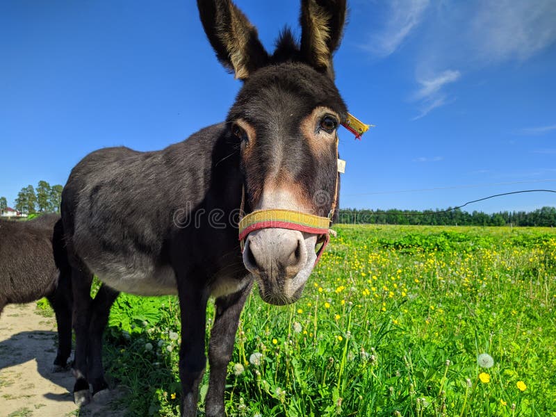 Donkey in the Field in the Summer Afternoon Stock Photo - Image of ...