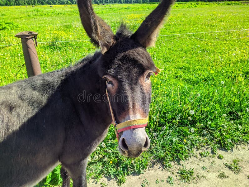 Donkey in the Field in the Summer Afternoon Stock Image - Image of ...