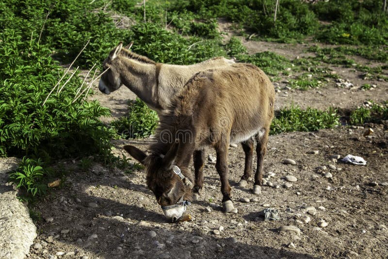 Donkey in field stock image. Image of donkey, farm, isolated - 218068593