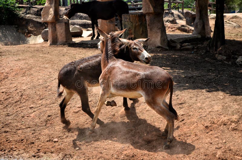 Domestic Donkey Fight Stock Photos - Free & Royalty-Free Stock Photos ...