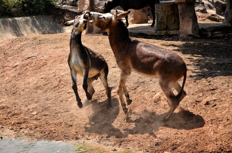 Donkey fight stock image. Image of celebrations, move - 32141619