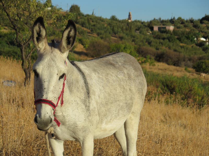 Donkey with Fly Covered Face Stock Photo - Image of head, domestic ...