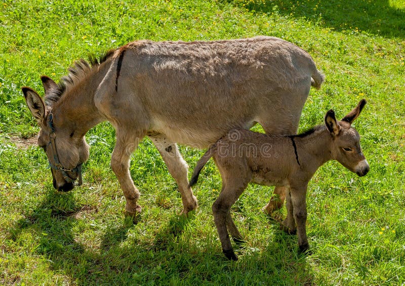 Donkey with foal stock image. Image of white, donkey - 104883323